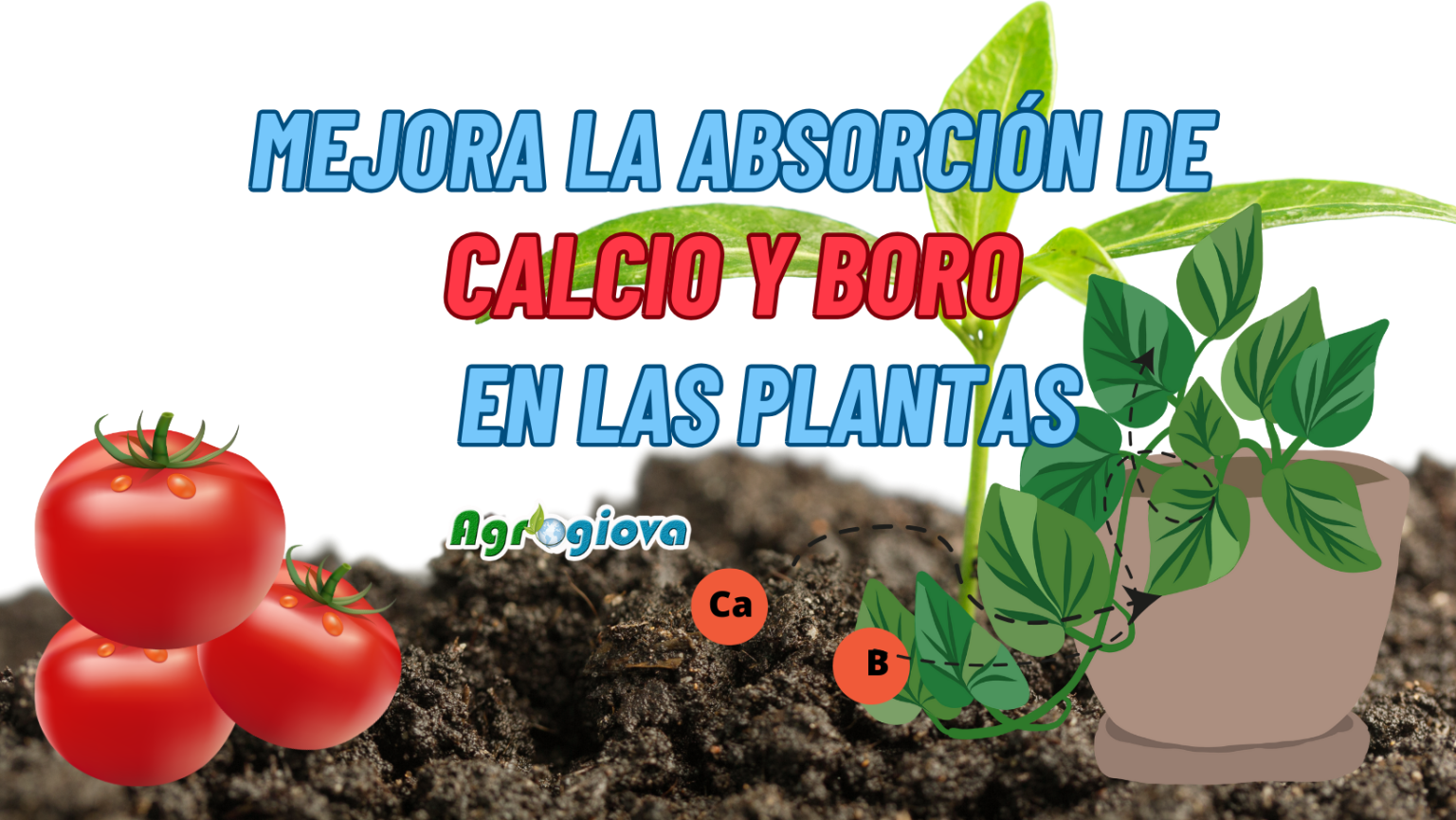 Como estimular la absorción de calcio y boro en las plantas